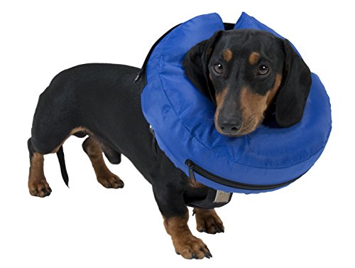 Buster Collier gonflable pour chien XXL